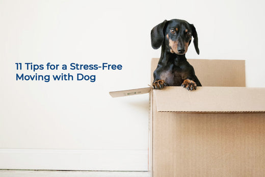 11 Tips for a Stress-Free for Moving with a Dog