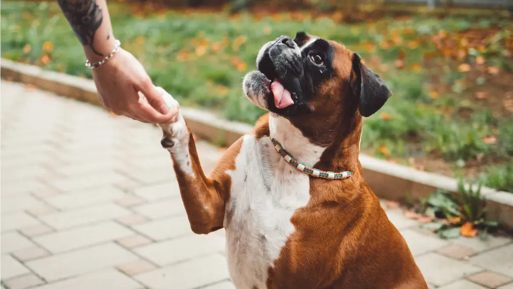 Boxer Dog: History, Characteristics, Temperament & Care Tips
