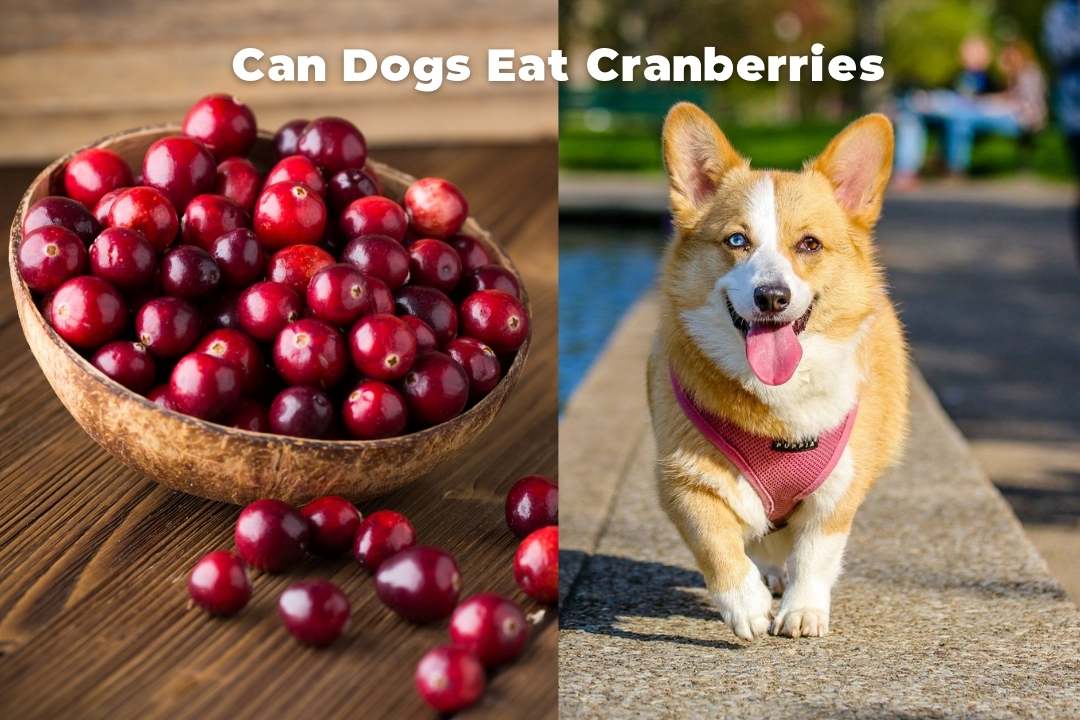Can Dogs Eat Cranberries? Health Benefits, Dosage & Real-Life Tips