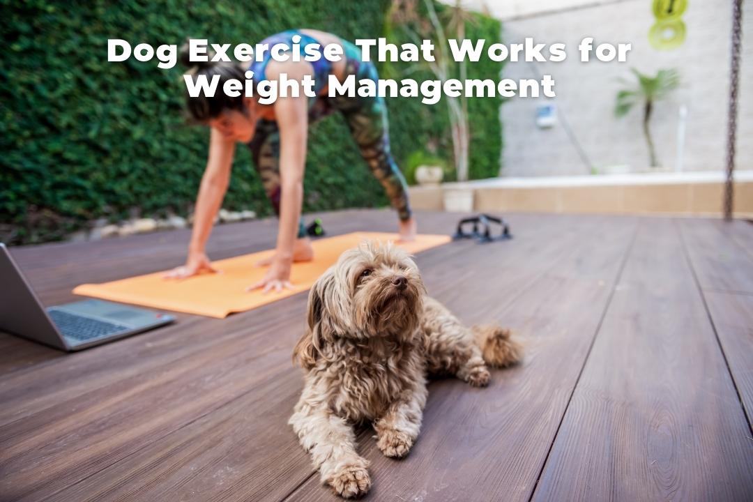 Dog Exercise That Works for Weight Management: Tips and Techniques