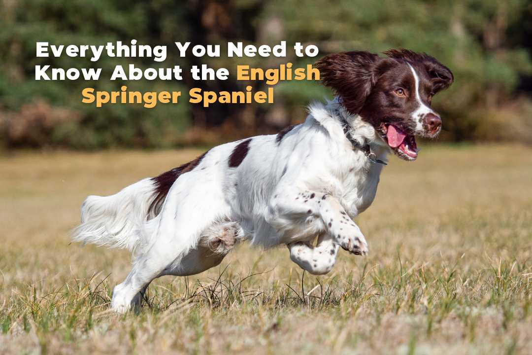 English Springer Spaniel: Characteristics, Temperament & Care Tips