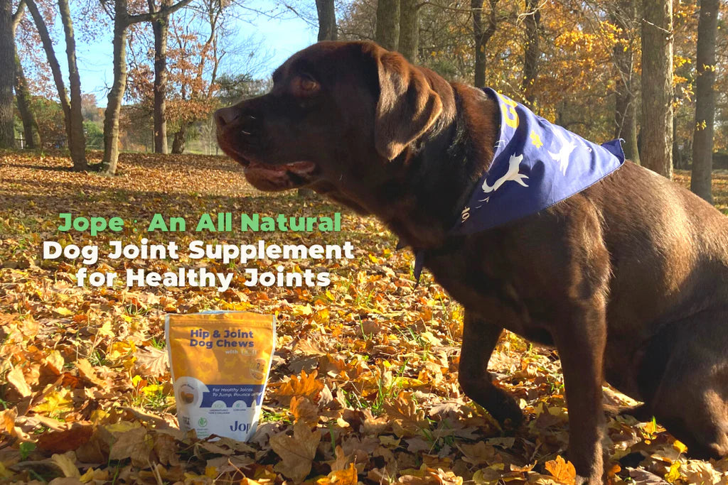 Jope - An All-Natural Dog Joint Supplement for Healthy Joints