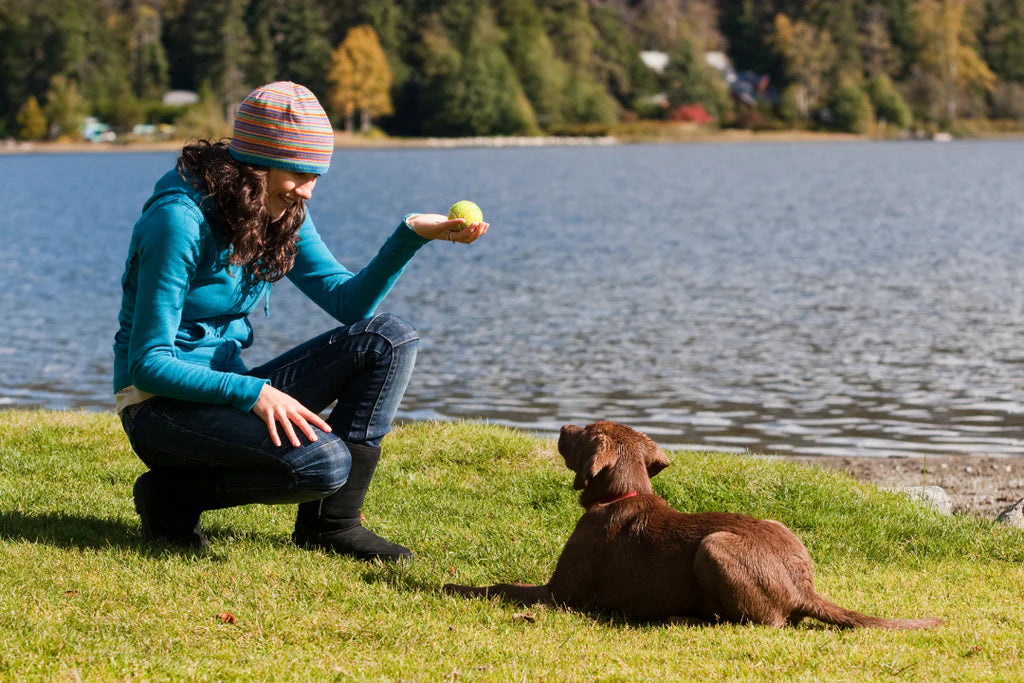 5 Core Principles for Puppy Training: Start Early & Positive