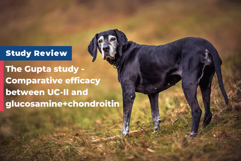 UC-II Collagen vs. Glucosamine & Chondroitin: Gupta Study