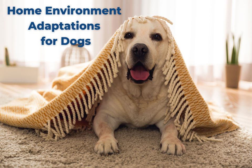 Essential Home Environment Adaptations for Dogs with Mobility Issues