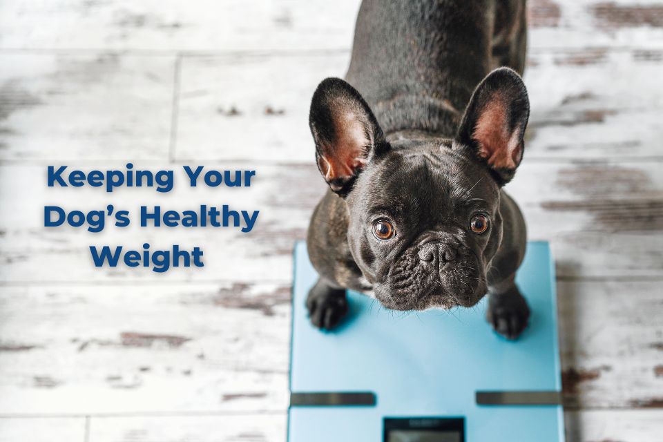Essential Guide to Weight Management in Dogs: Tips for Success