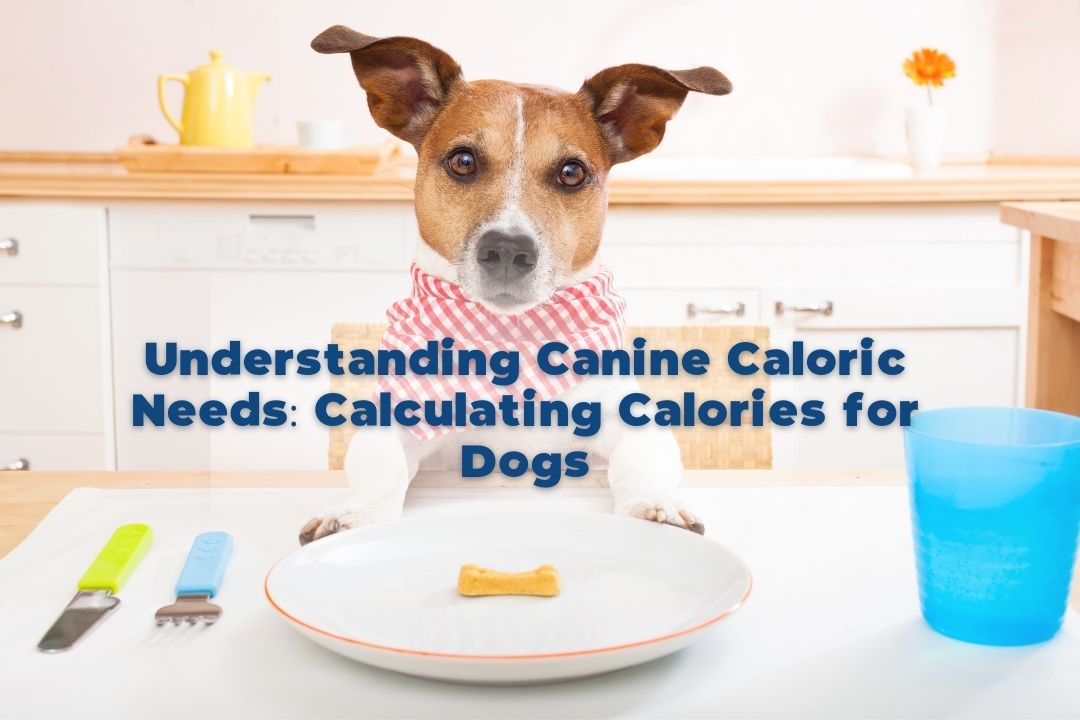 How to Calculate Your Dog’s Caloric Needs – Vet Guide