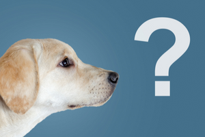 Dogs Sixth Sense: Is it True That Dogs Have a Sixth Sense?